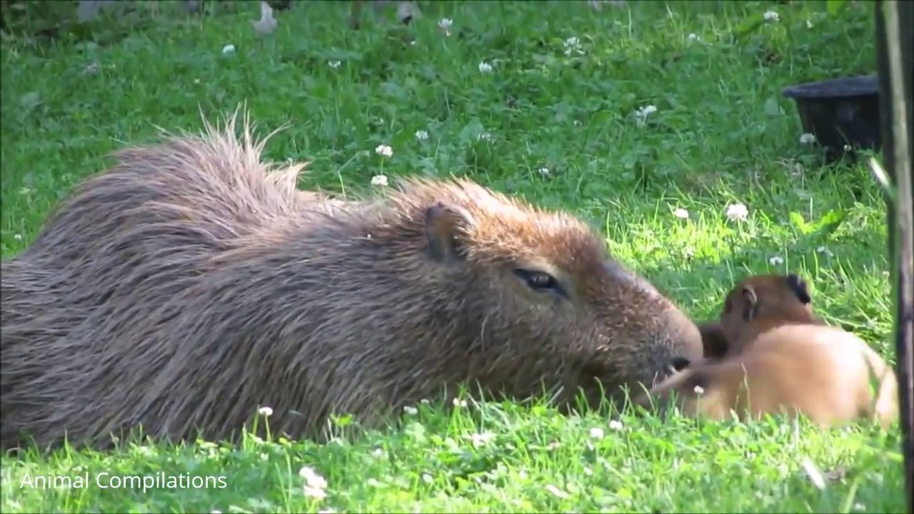 Baby Capybara Playing CUTEST Compilation - YouTube