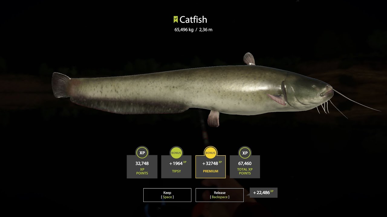 Russian Fishing 4 Akhtuba River Catfish - YouTube