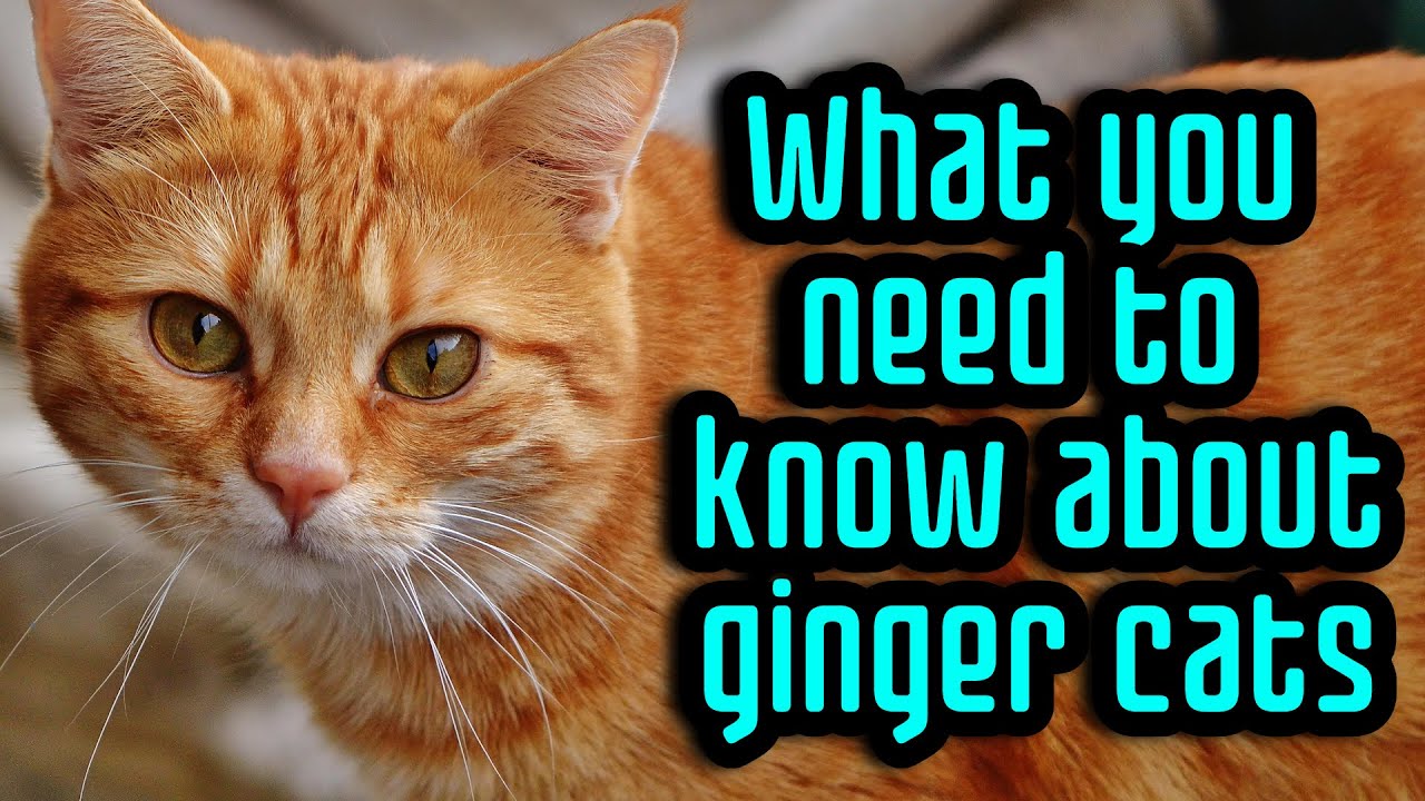 What you need to know about ginger cats - YouTube