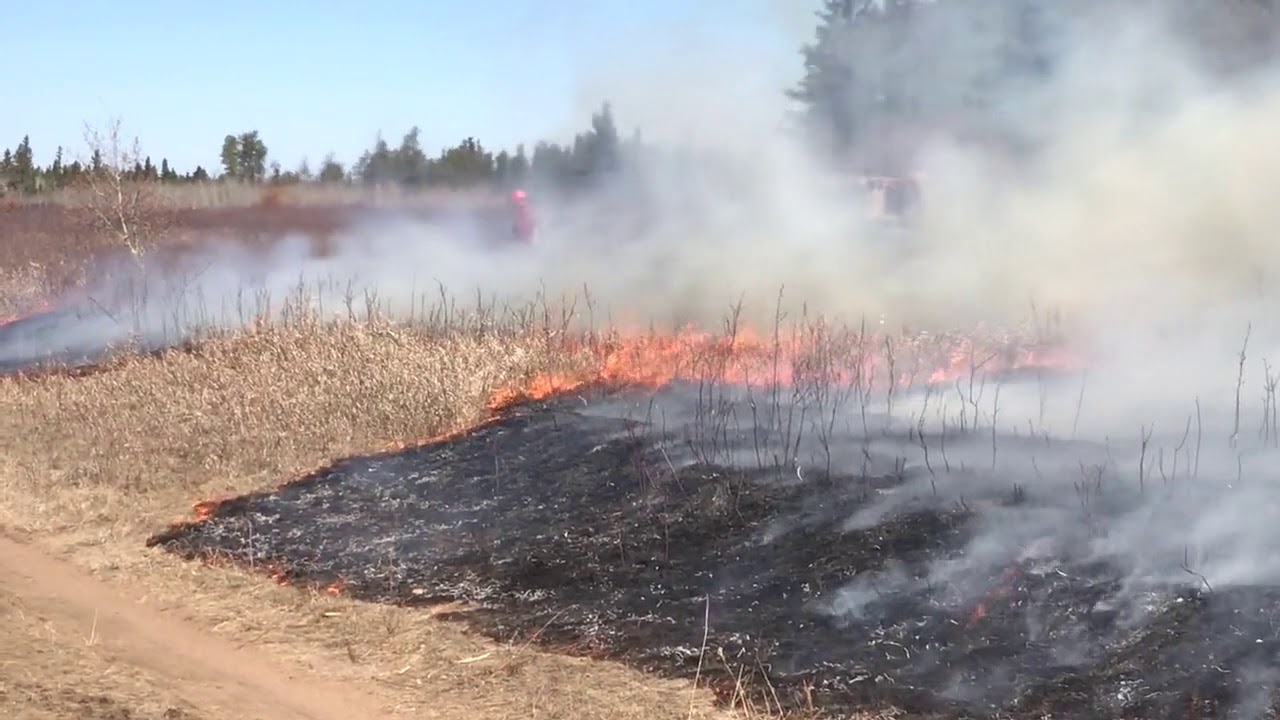 P.A. Fire Department conducts controlled burns in Little Red River Park ...