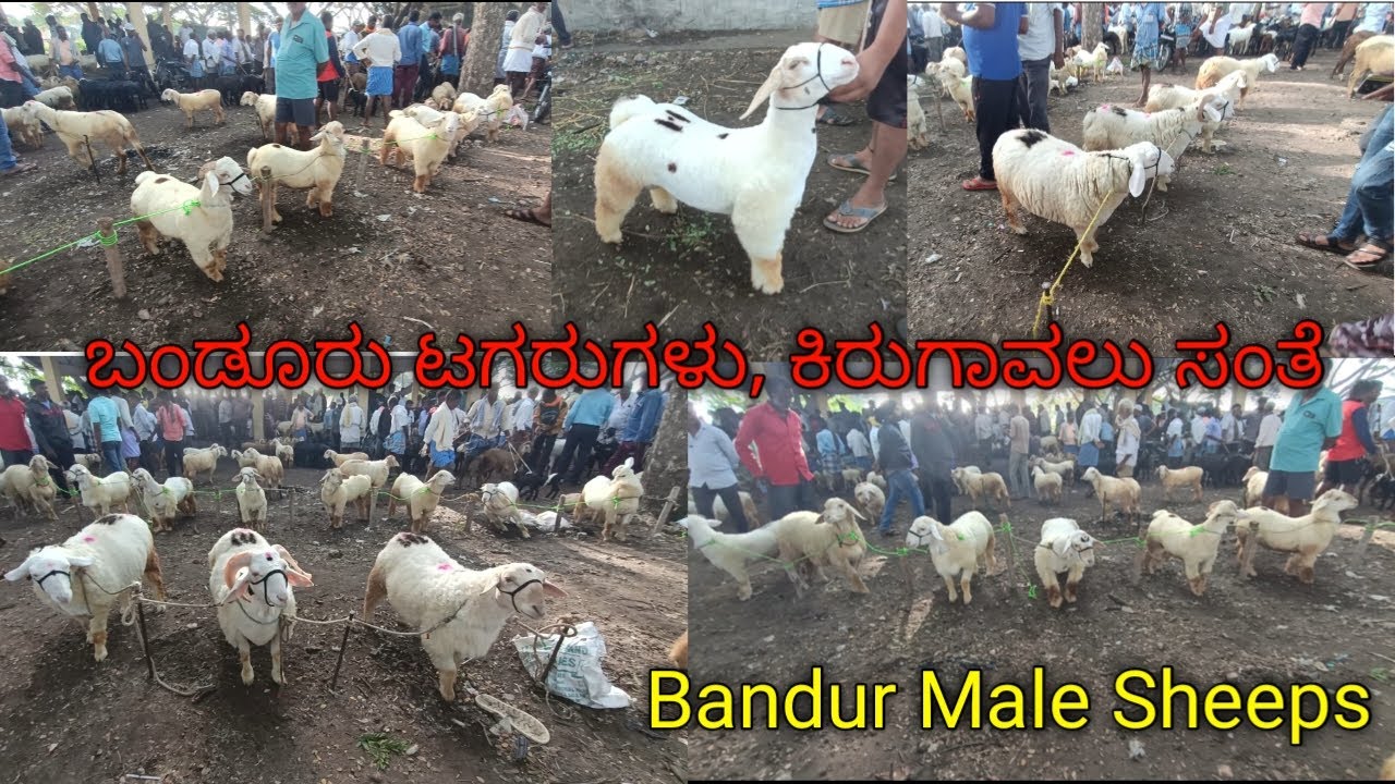 ಬಂಡೂರು ಟಗರುಗಳು (Bandur male sheeps) | #bandur #sheep #bandurkuri # ...