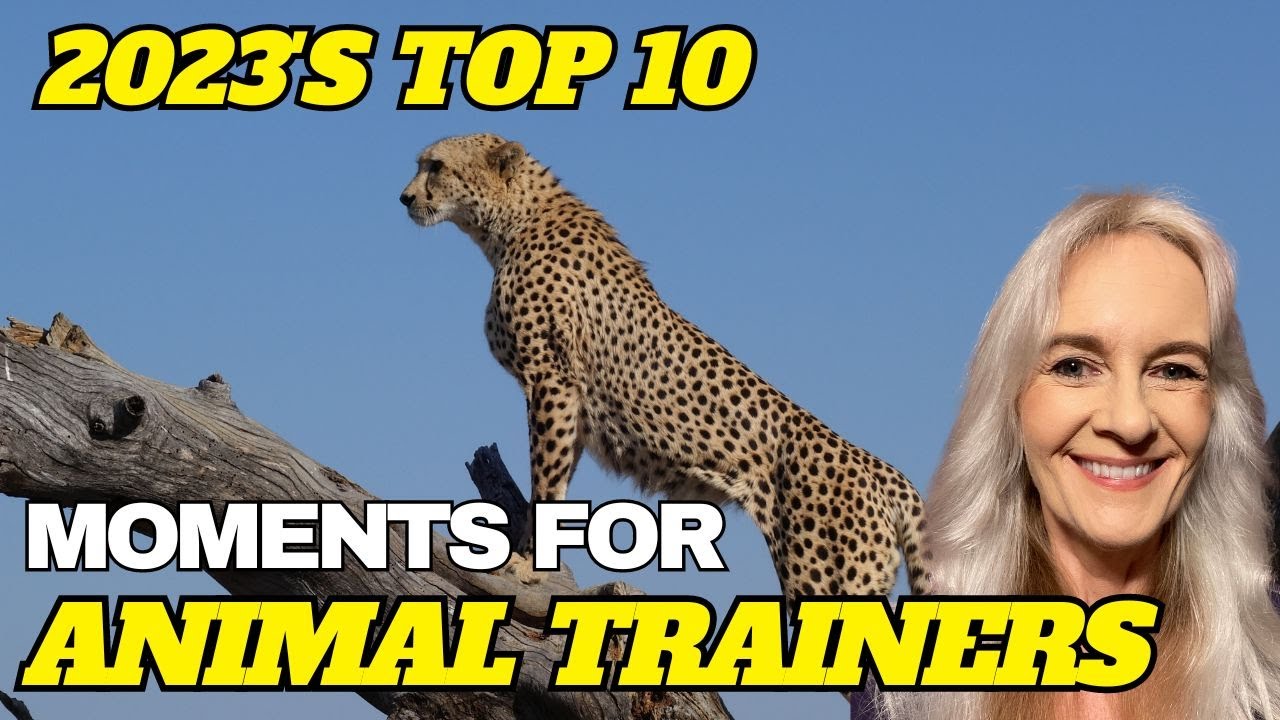 Top 10 Animal Training Moments: Unveiling Valuable Lessons Learned ...