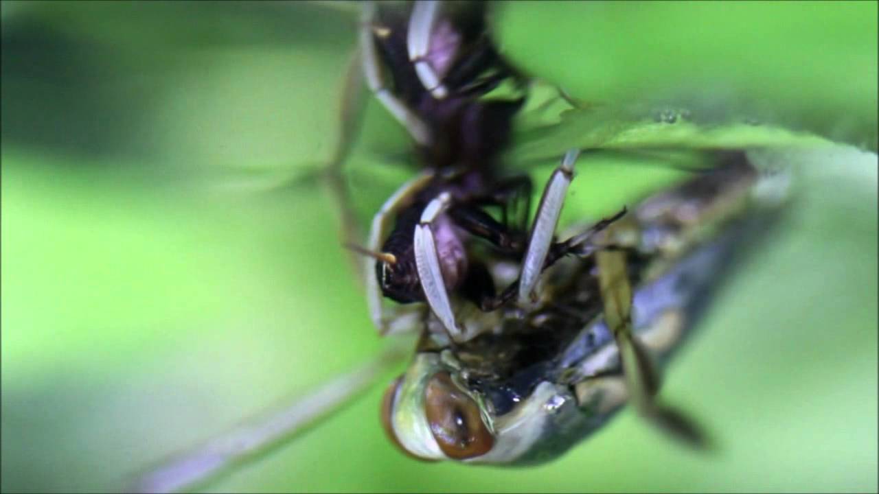 マツモムシ コオロギ捕食 マクロレンズ Notonecta triguttata backswimmer - YouTube