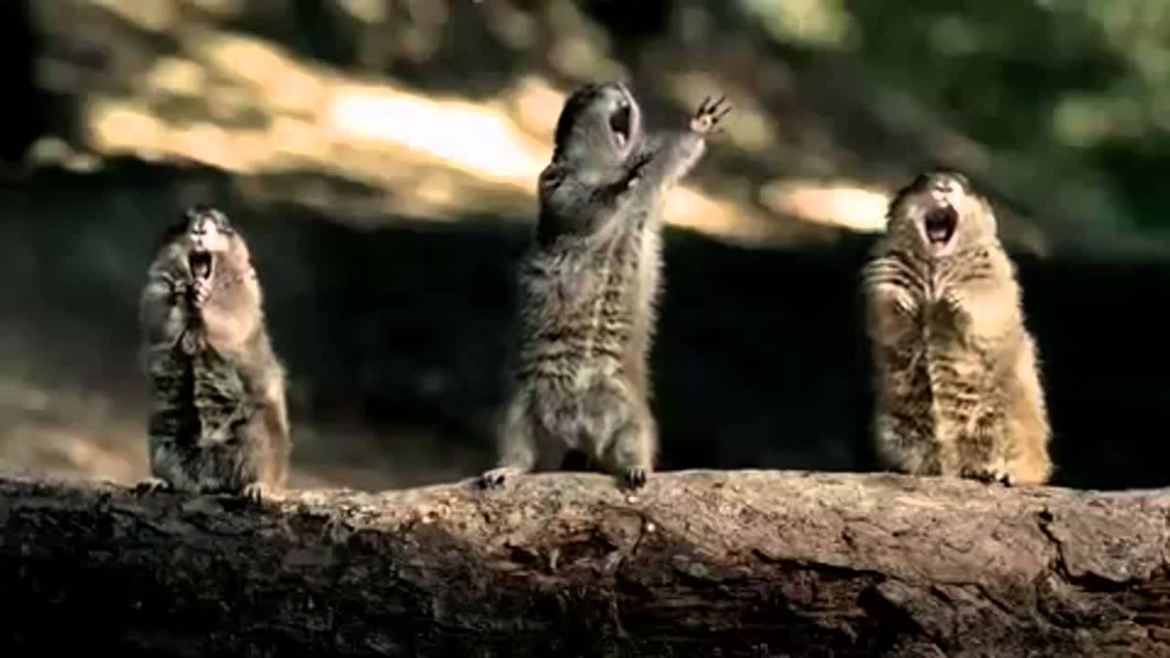 Crying Squirrel Bridgestone - YouTube