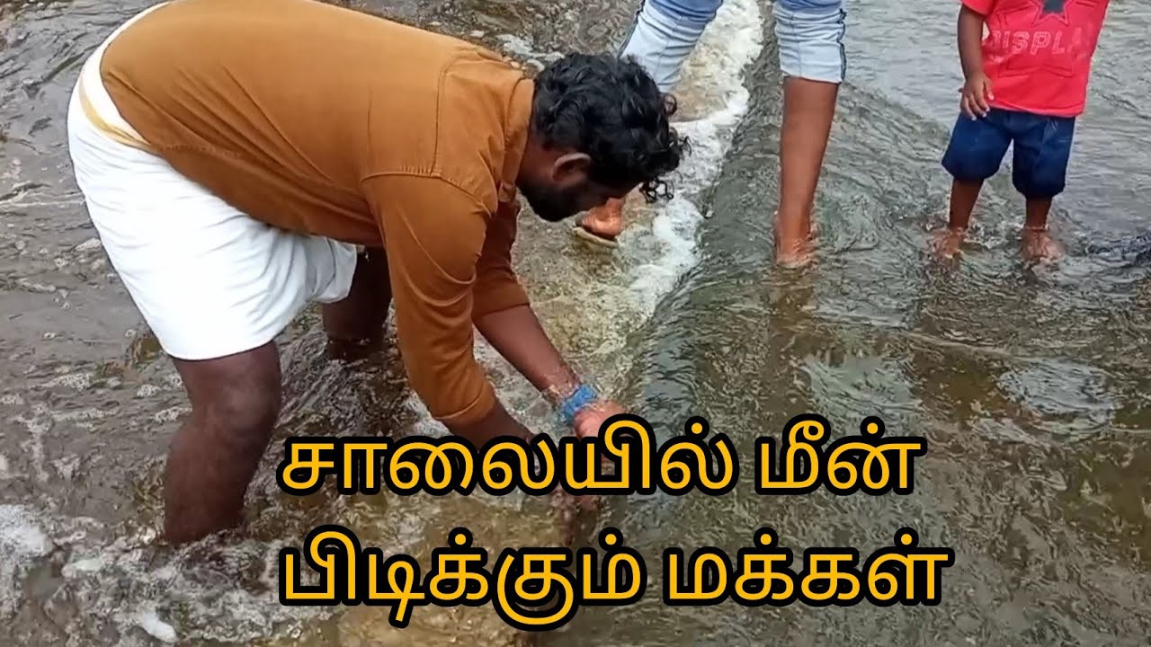சின்னப்பம்பட்டி ஏரியில் வெள்ளப்பெருக்கு சாலையில் மீன்பிடிக்கும் ...