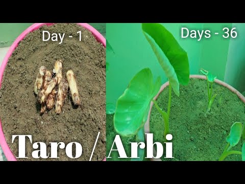 How to grow Taro / Arbi Plant from Bulbs With Update अरबी को कैसे उगाये ...
