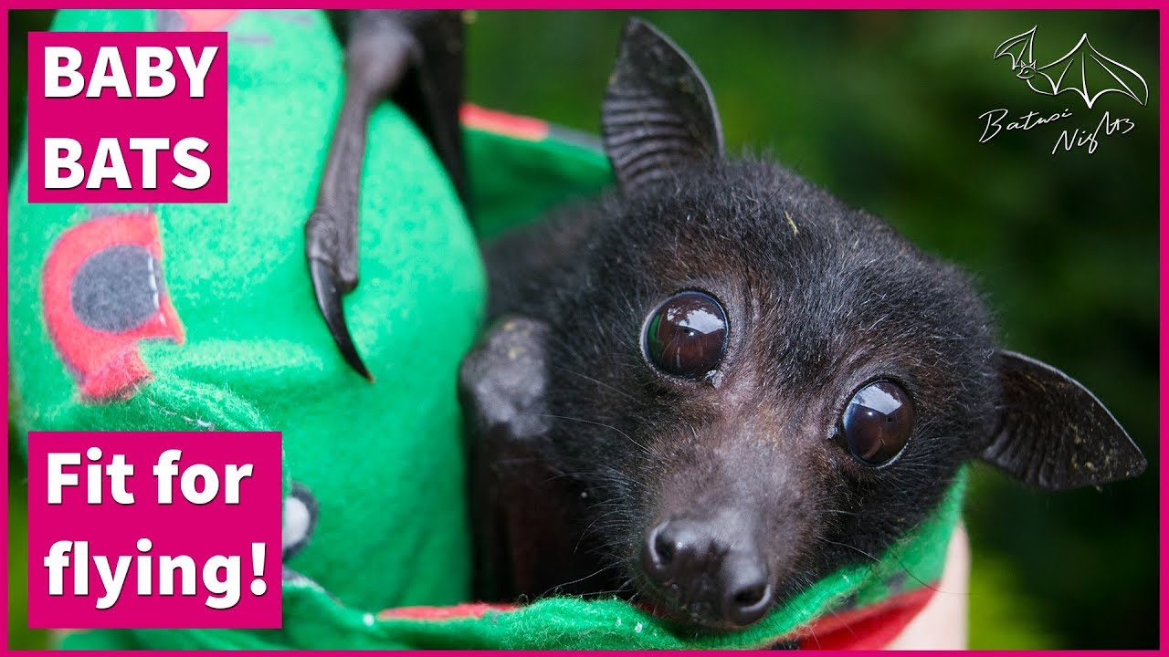 Baby bat recovered from wing injury [Bruce ready to go to creche] - YouTube