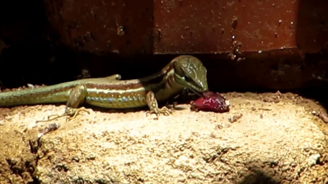 Troodos Lizard - Phoenicolacerta troodica - Σαύρα του Τροόδους ...