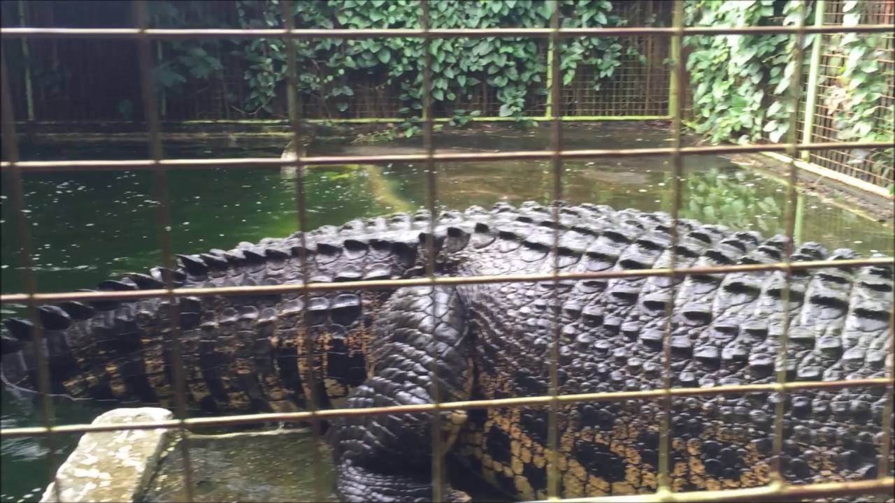 Crocodile Eating Chicken - YouTube