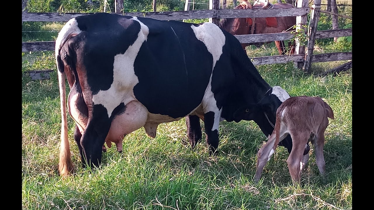 Cesarean section in cow 🐄 Cesárea en vaca 🐄 Cesárea em vaca 🐄 ...