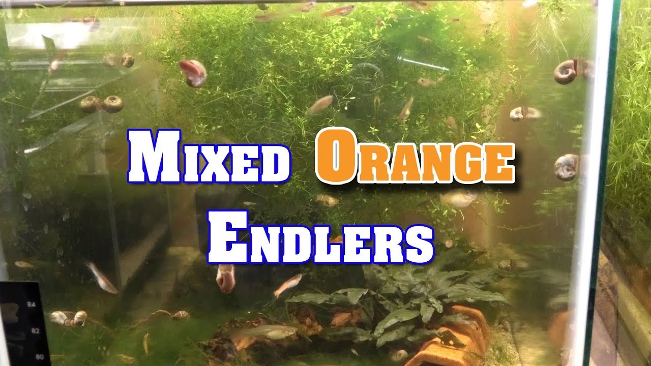 Orange Endlers Fish mixed with shrimp & More - Tank 2 - YouTube