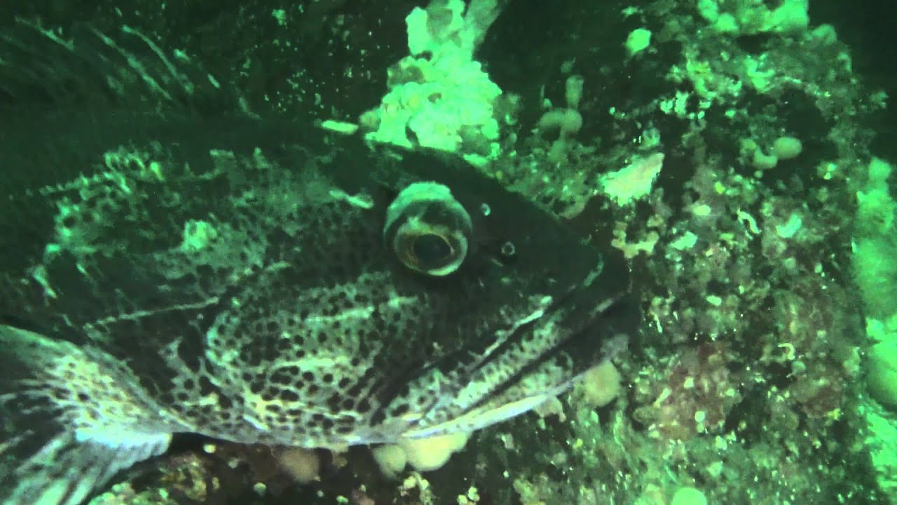Keystone Jetty Dive - Whidbey Island, WA - YouTube
