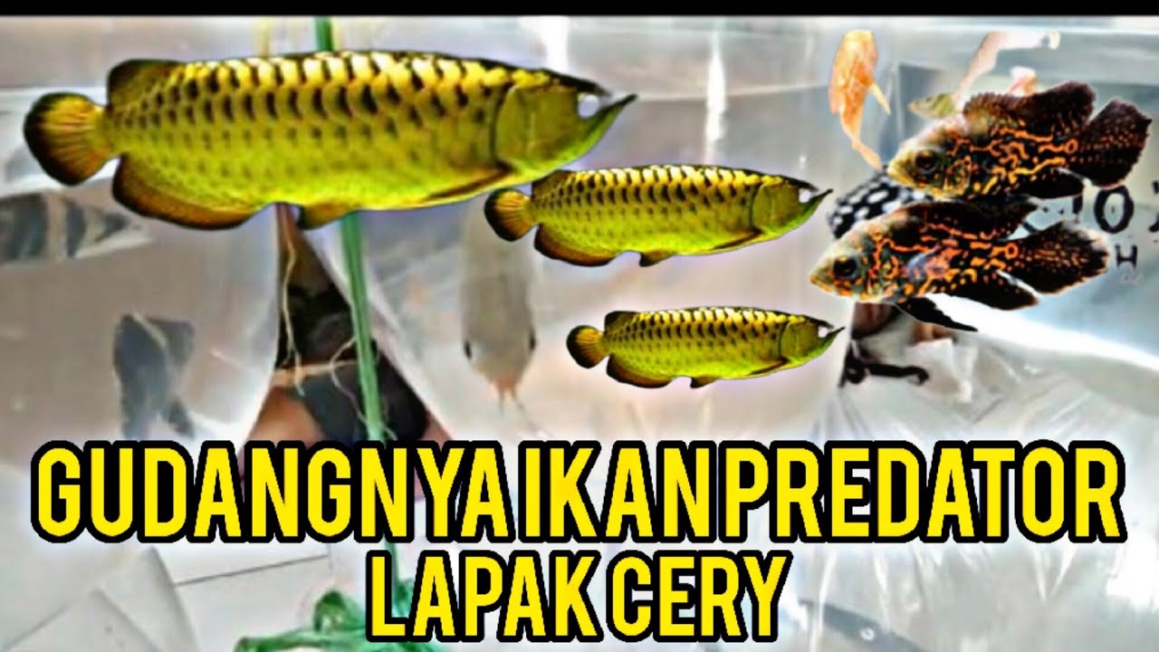 Update Harga Ikan Hias Predator Maret 2024 ‼️ Pasar Ikan Hias Parung ...