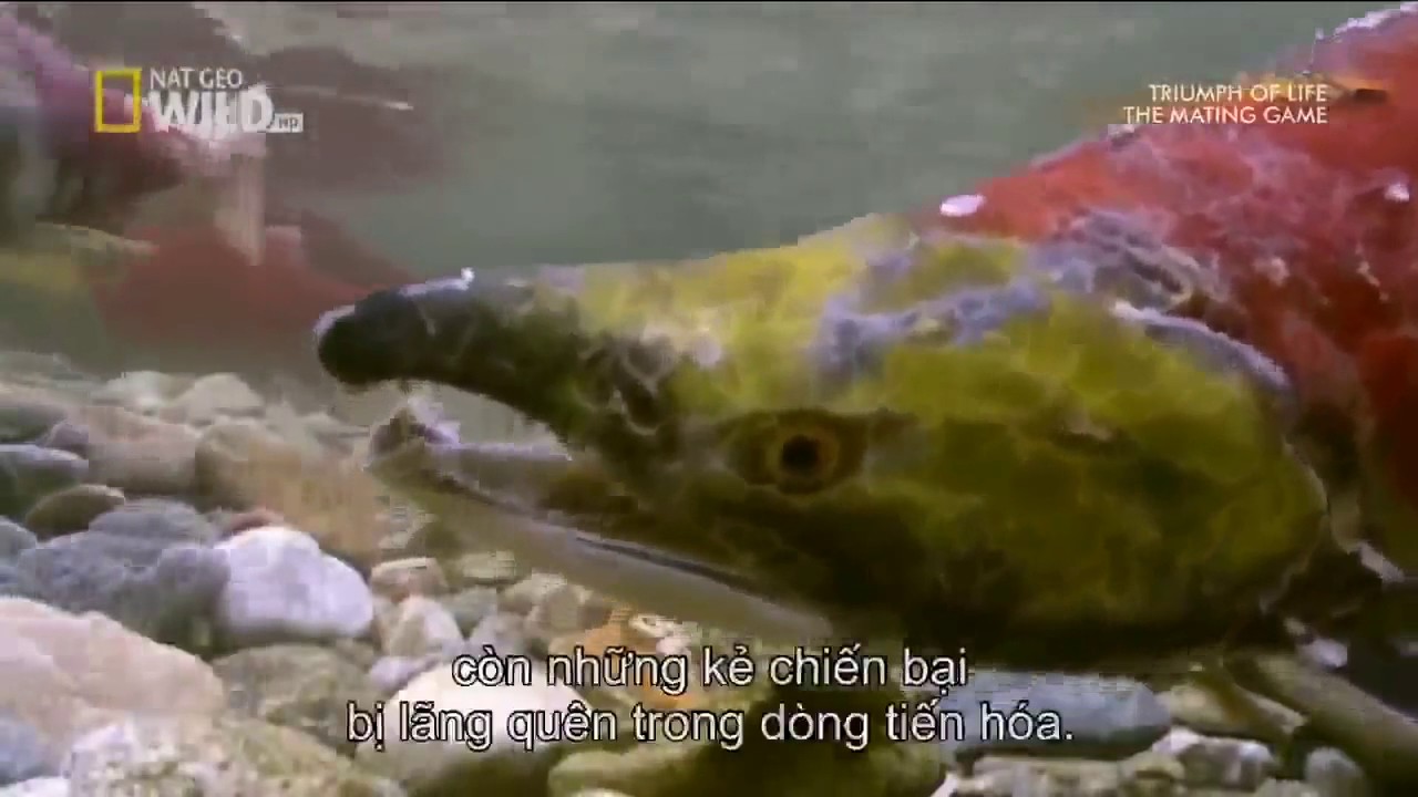 National Geographic Wild Triumph Of Life The Mating Game Wildlife ...