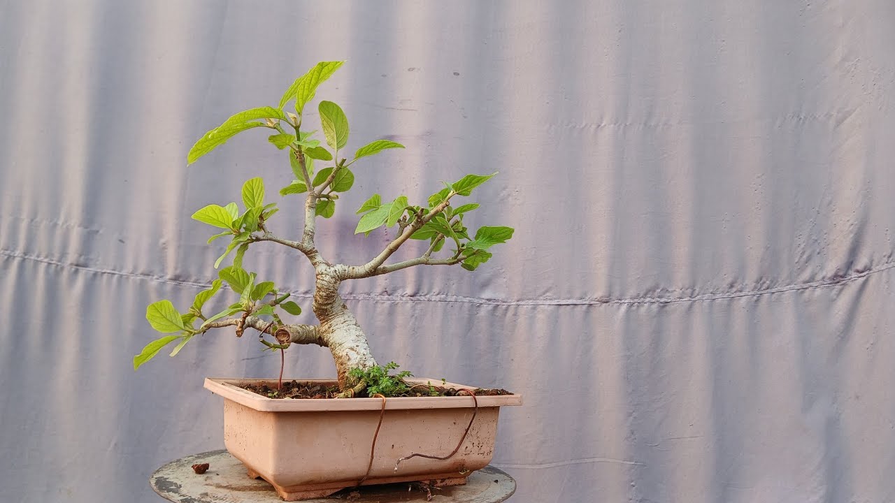 कैम tree कदंब trimming tips - YouTube