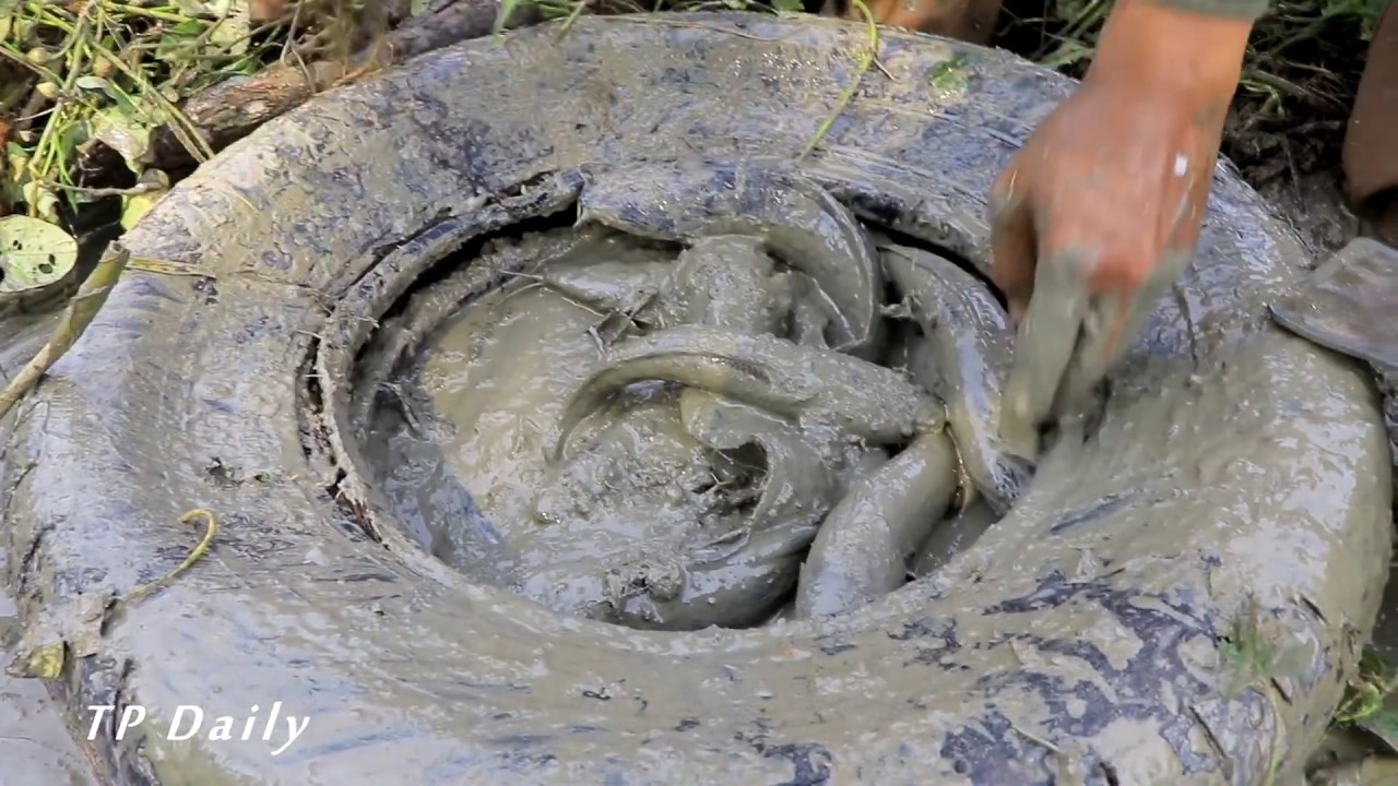 Unbelievable A Lot Of Fish In Tires On Dry Season - New Fishing 2020 ...