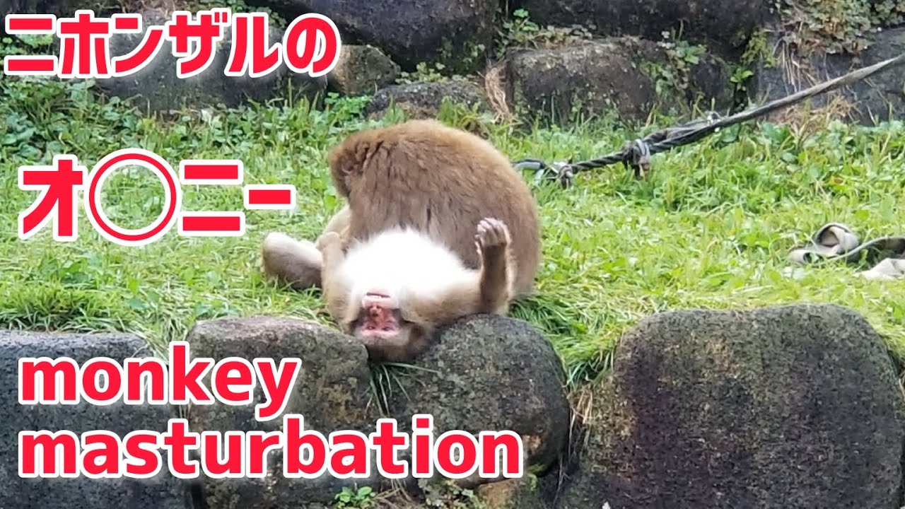 猿のオナニーから発射まで 科学的見地利用可 東山動植物園 Monkey Masturbation Scientific Perspective ...