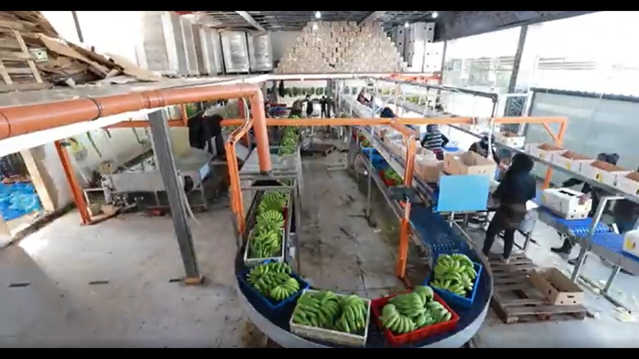 Banana Processing line - YouTube
