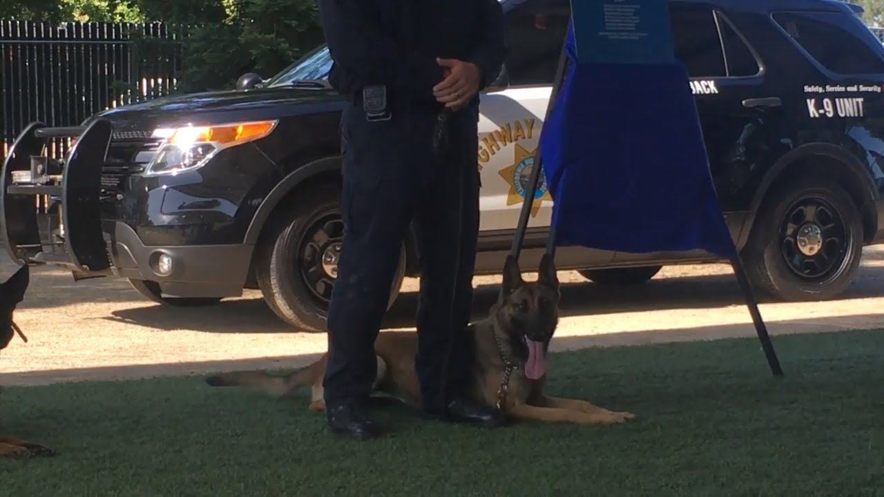 See these five new CHP canines graduate - YouTube
