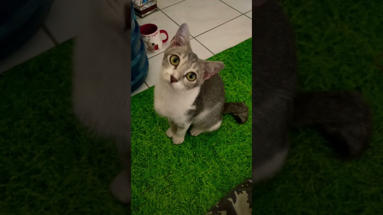 Kucing joget lucu 💃😻#shorts #kucinglucu #funnycats #animals #cat - YouTube