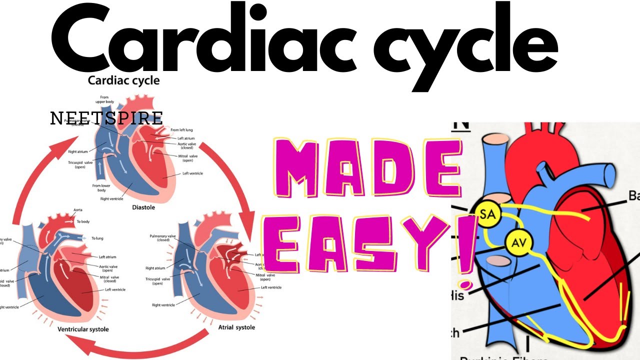 Cardiac cycle | physiology | Cardiac output | cardiac cycle class 11 ...