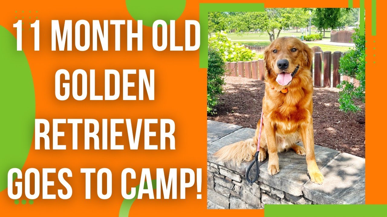 The Complete K9 - 11 Month Golden Retriever Goes To Summer Camp! - YouTube