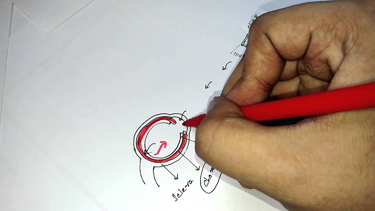 What causes red-eye effect in photographs? - YouTube