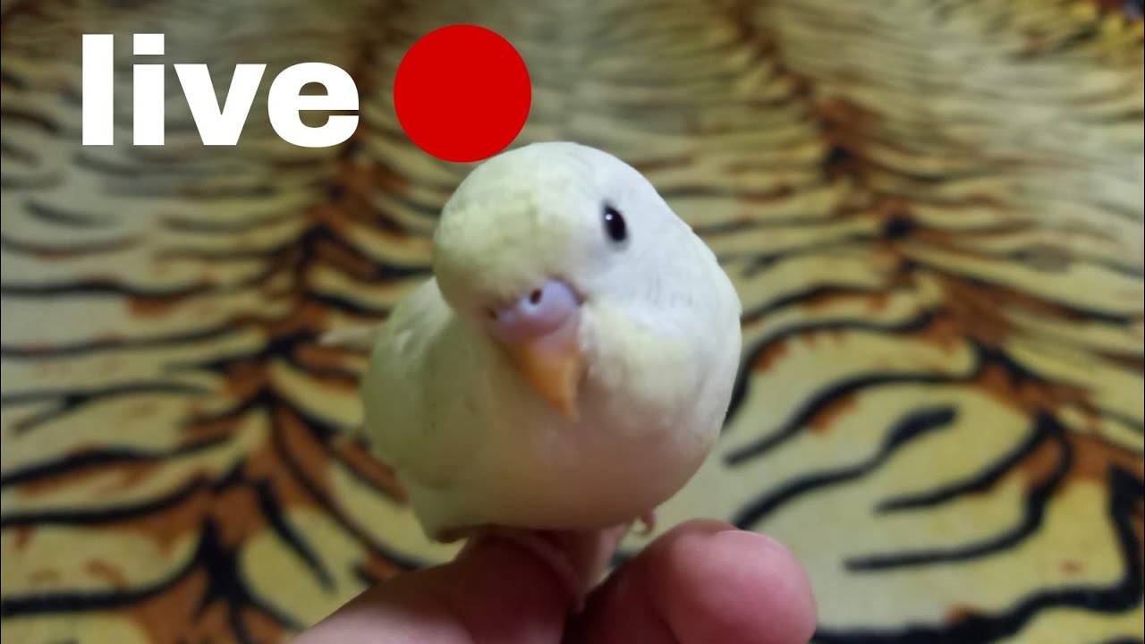 1ª live do canal com pitoco🐥 - YouTube