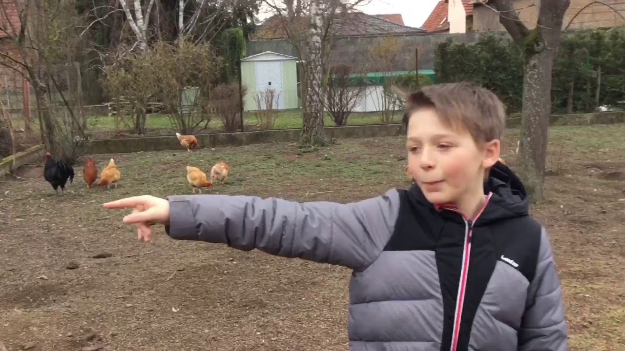 Poussin 12. Basse cour poule chez l'aviculteur. Oeufs fécondés à couver ...