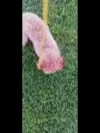 Puppy Yorkie 10 weeks - YouTube