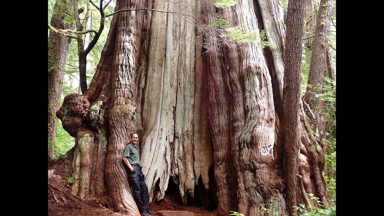 Biggest Tree in Canada, Cheewhat Giant - YouTube