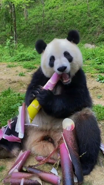 The Meat-Loving DNA of a Bamboo-Eating Panda! - YouTube