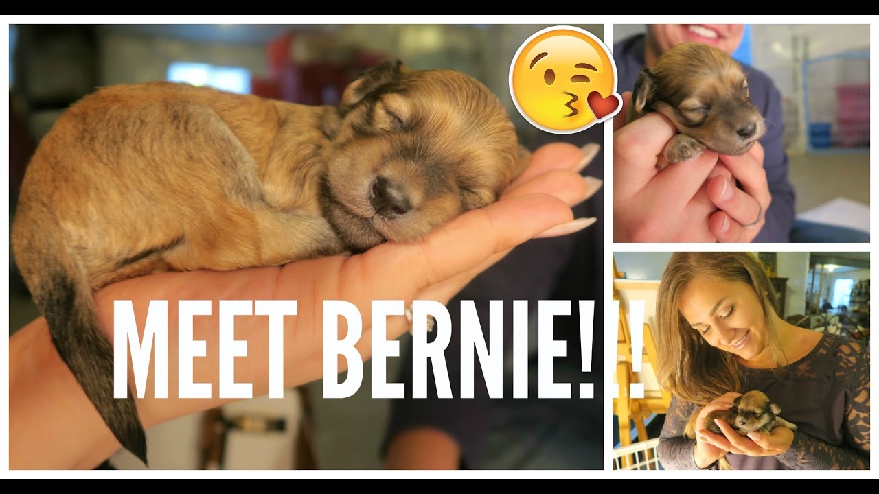 MEET BERNIE! 2 Week Old Havanese Puppy - YouTube