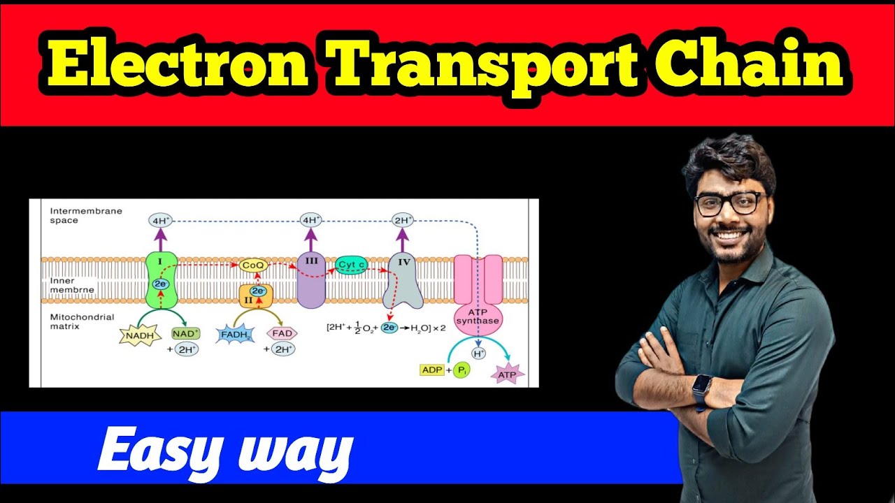 Electron transport system | electron transport chain | Respiration in ...
