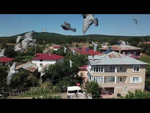 ORDU MESUDİYE KIŞLACIK KÖYÜ - 23.08.2025
