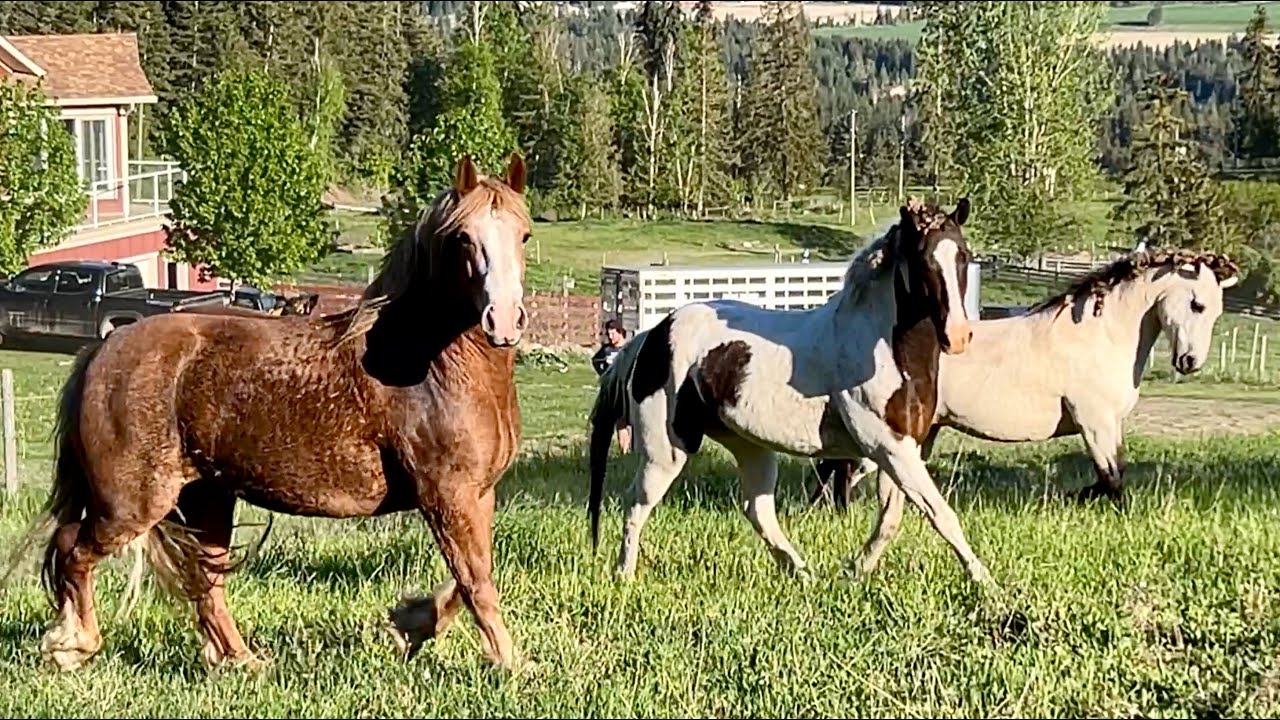 Big Mama Finally Arrives - Reunited with Son After 3.5 Years! - YouTube