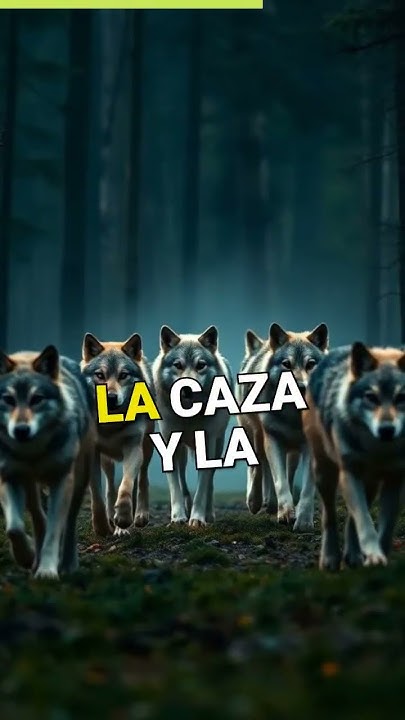 ¡Descubre el fascinante mundo de los lobos! 🐺 La jerarquía social que rige - YouTube