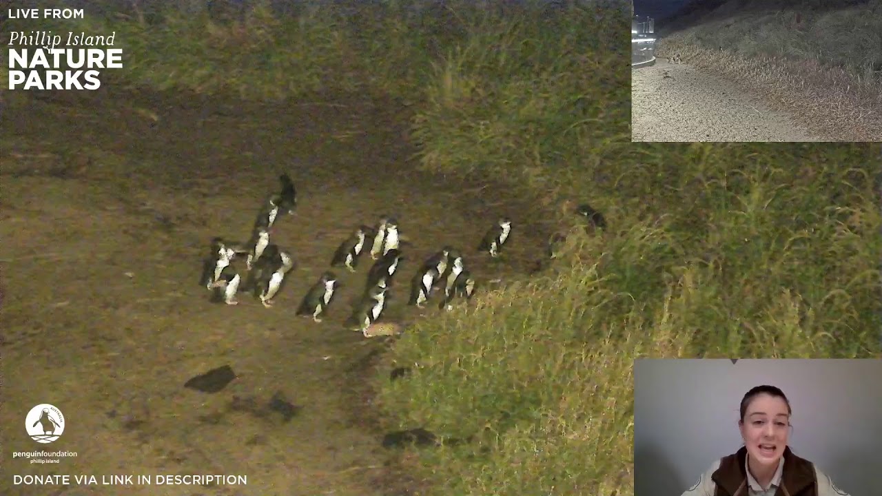 Live Penguin TV - Wednesday 11th November - YouTube