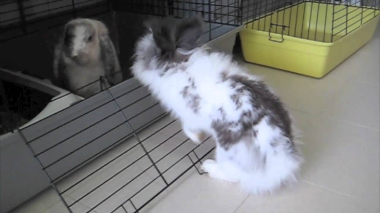 Little Pet Hotel Spa - Boarding Video For Harry, Grandy (Rabbit ...