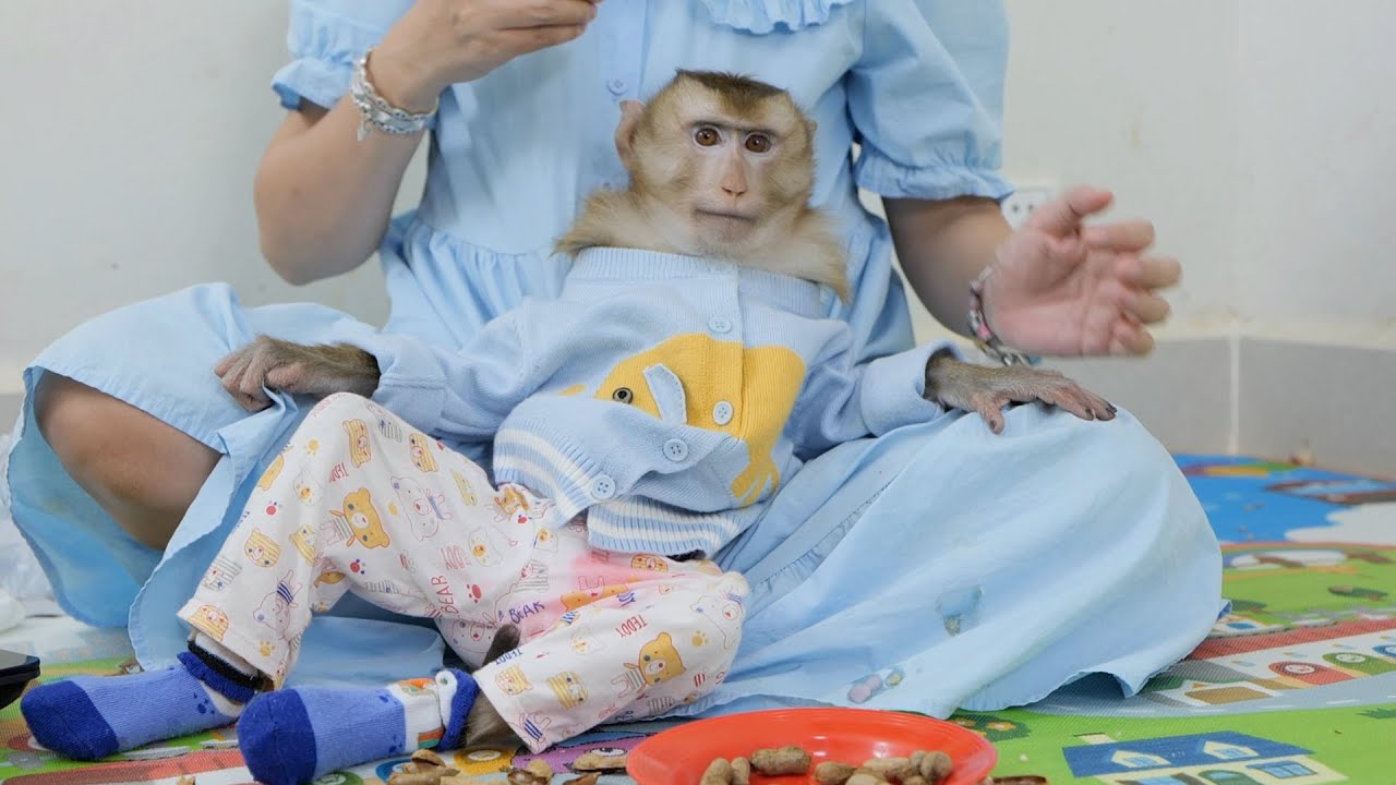 Hahahaha !!! Monkey DouDou So lazy To Eating ! - YouTube