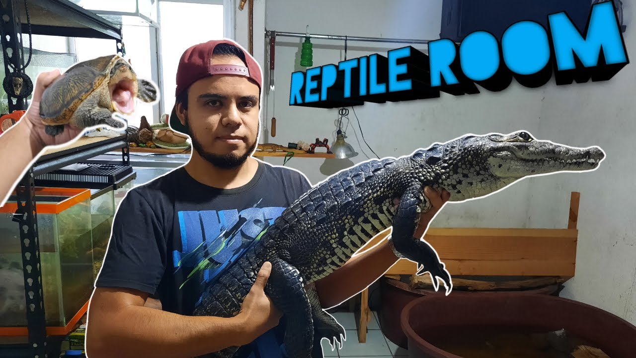 REPTILE ROOM DE JONATHAN ARAIZA / CARGUE UN COCODRILO / PARTE 2 - YouTube