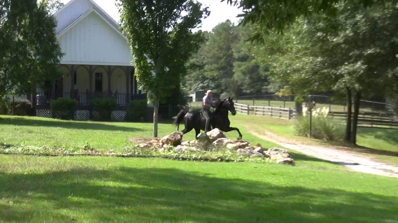 American Saddlebred, Five-Gaited mare - YouTube