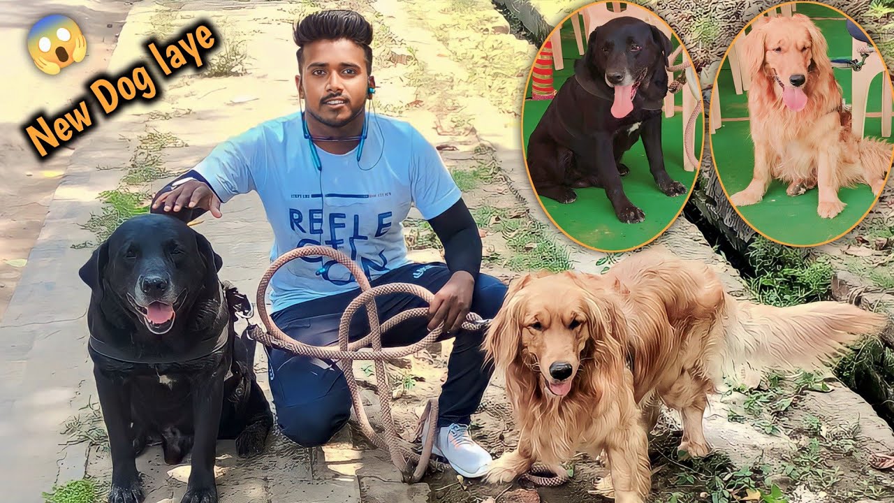 😱 New Dog's laye 🦮🤑🙏 || Sultan Pets Vlog || Dogs - YouTube