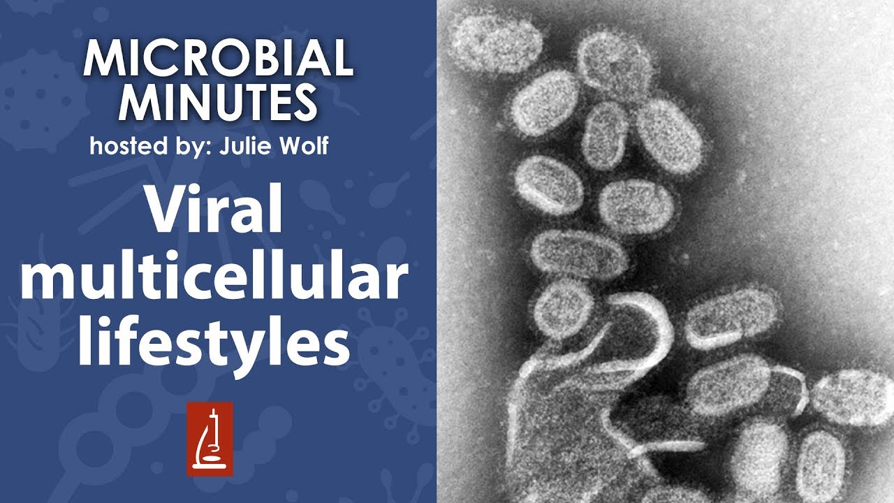 How does a virus live a multicellular lifestyle? - Microbial Minutes ...