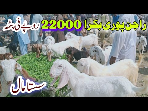 Gulabi Bakra Rate Update 2021 | Rajanpuri Bakra For Sale | Bakra Price ...