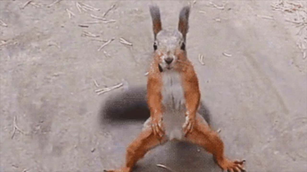 Squirrel Schools - YouTube