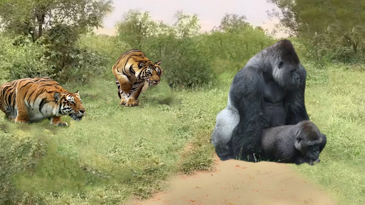 Funny! Picking the Wrong Prey Tiger Discovered He Was Teasing Towards ...