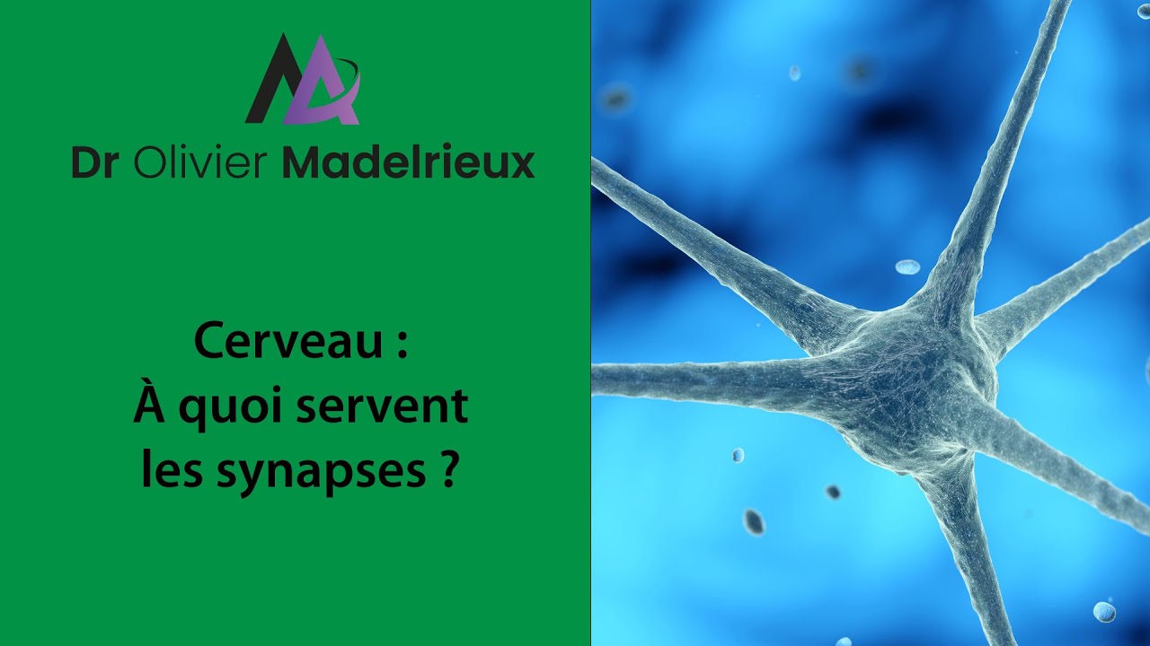 Neurosciences et Cerveau 6/10 : A quoi servent les synapses ? - YouTube