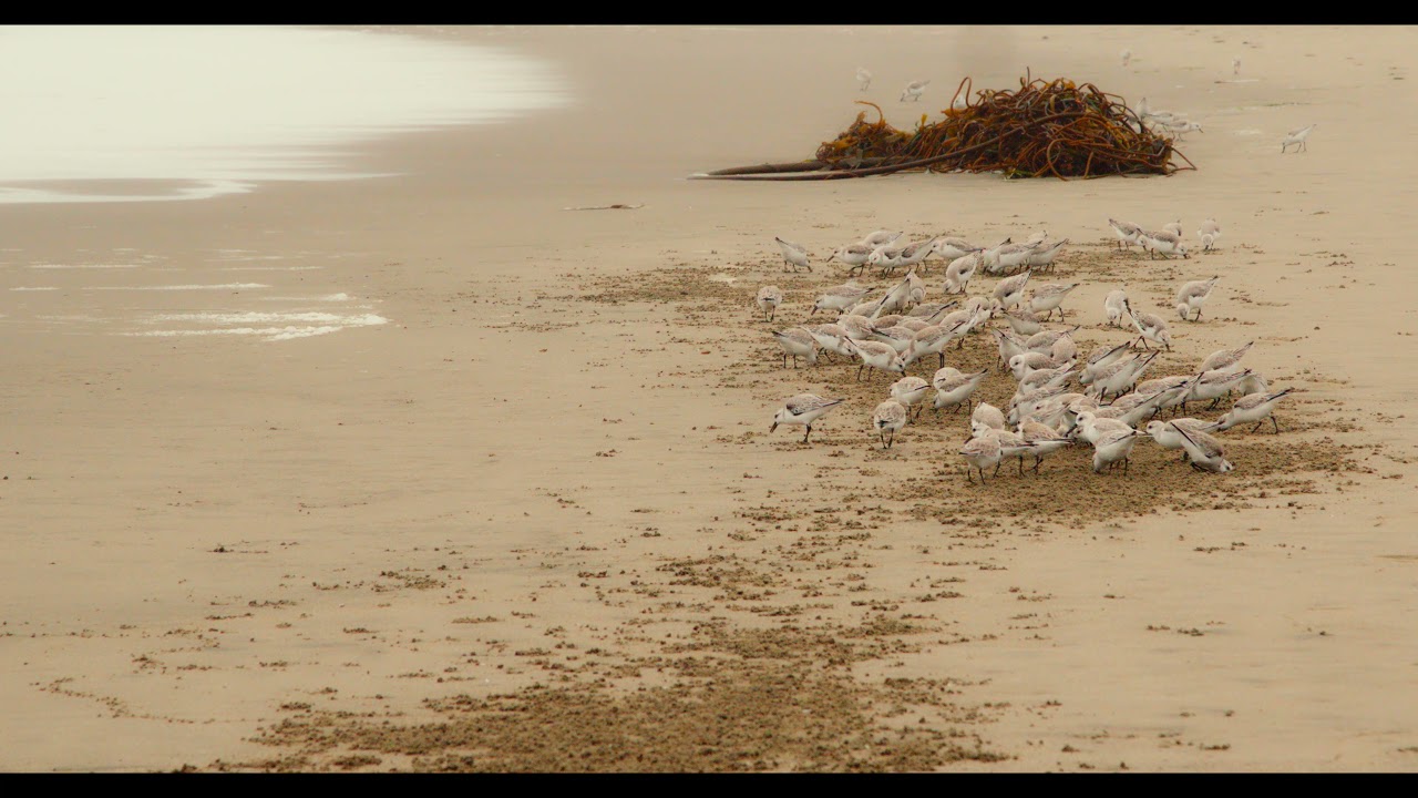 Focus on the small things #sonyfocusweek - YouTube