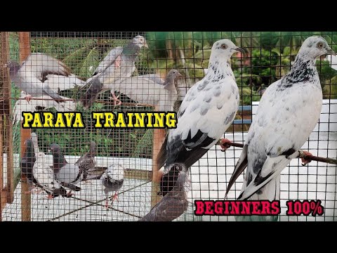 പറവ പരിശീലനം / തുടക്കക്കാർക്ക് | PARAVA TRAINING 4 BEGINNERS..| SINAN CT 🥰